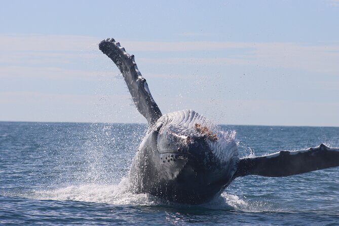 Whale Watching Terrigal - The Experience: What It Feels Like to Be Out There