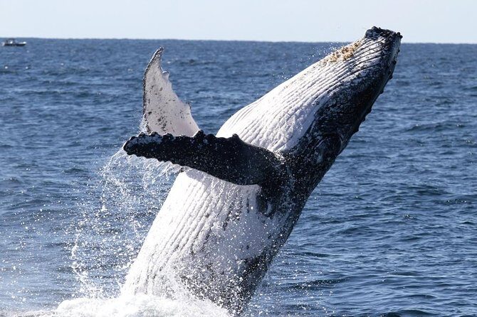 Whale Watching Tour with Spirit of Gold Coast - Final Thoughts