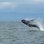 Whale Watching Tour with Transfers - Analyzing the Value: Price and Experience