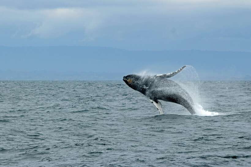 Whale Watching Tour with Transfers - Analyzing the Value: Price and Experience