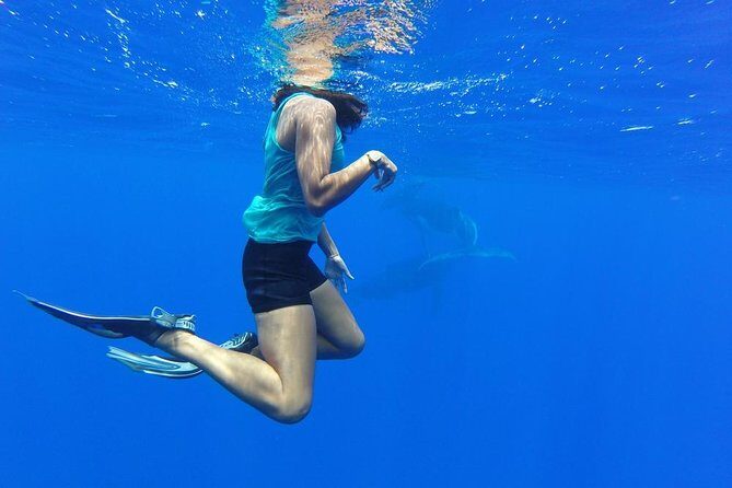 Whale Watching Tours in Bora Bora - Breaking Down the Itinerary
