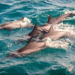 Whales & Dolphin Watching Day Tour including Handunugoda Teafactory - Frequently Asked Questions