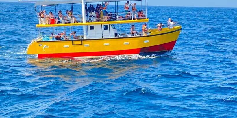Whales & Dolphin Watching with The Pioneers - The Experience in Detail
