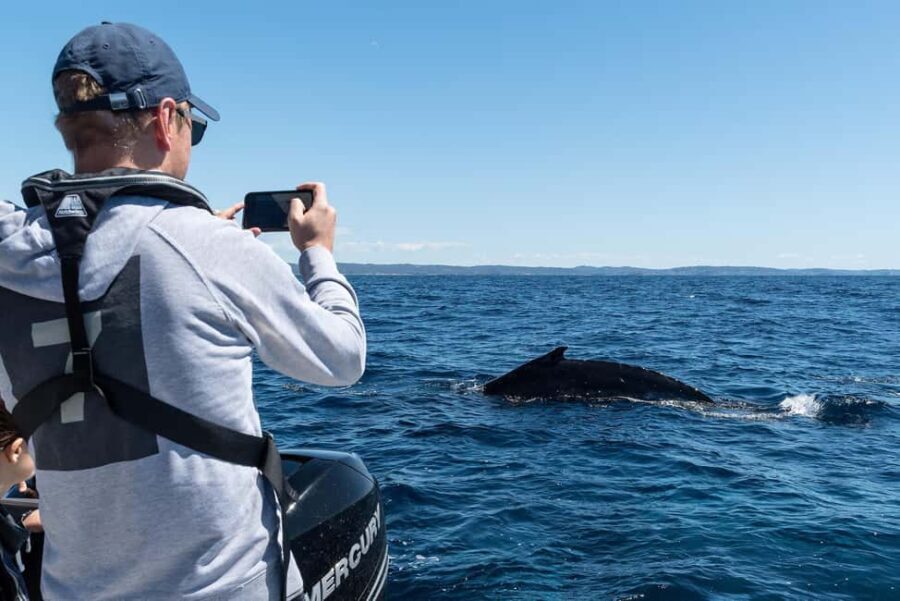 Whales of Sydney Sea Safari - Private - Breaking Down the Itinerary