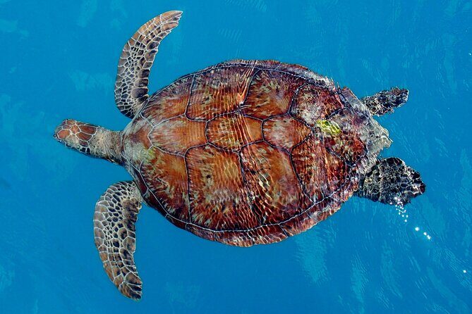Whisper Cruises - One-Hour Turtle Spotting Bay Cruise - Practical Details & Tips