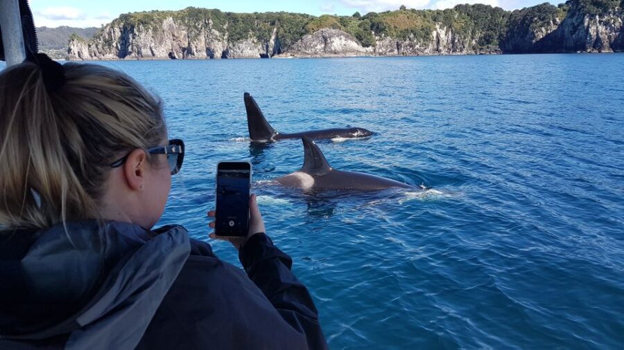 Whitianga: 2-Hour Cathedral Cove and Volcanic Coast Cruise - Wildlife Watching and Marine Wonders