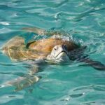 Whitsundays Guided Jet Ski Tour - The Itinerary in Detail