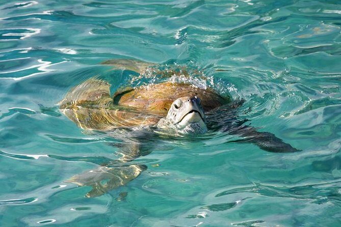 Whitsundays Guided Jet Ski Tour - The Itinerary in Detail