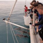 Wild Dolphin Watch in Glenelg - The Experience in Detail