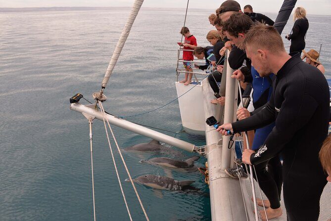 Wild Dolphin Watch in Glenelg - The Experience in Detail