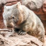 WILD LIFE Sydney Zoo - The Sum Up