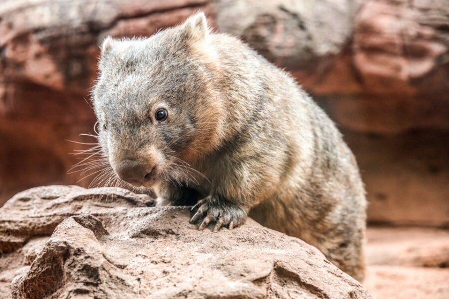 WILD LIFE Sydney Zoo - The Sum Up