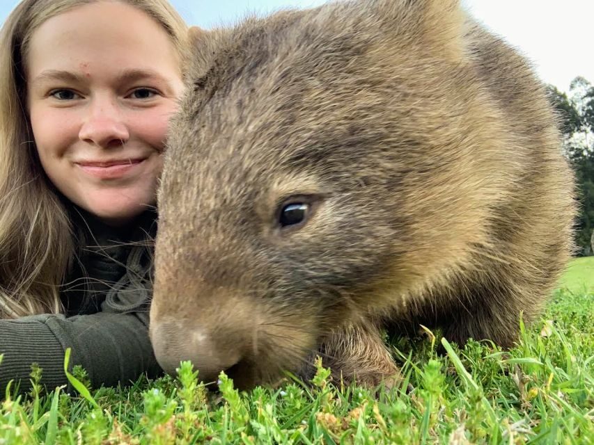WILD Wombats and Kangaroo Experience, All Inclusive, Sydney - Overview of the Tour