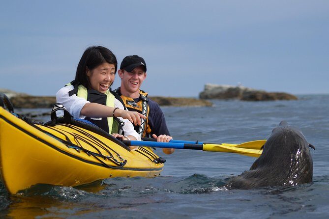 Wildlife Sea Kayaking Tour - Kaikoura - The Real Value of the Tour
