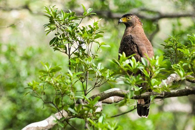 Wildlife Tour Covering Birds and Mammals (7 Days) - Who Should Consider This Tour?