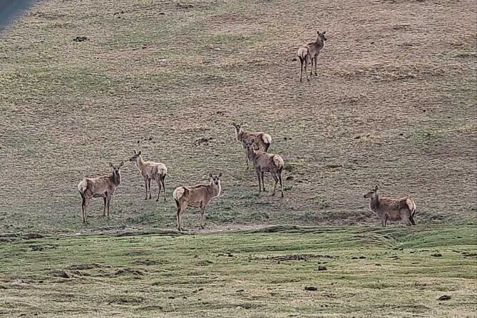 Wildlife Watching Day Tour at Hustai National Park - Pricing and Value