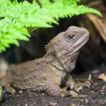 Willowbank Wildlife Reserve Day Entry Ticket - Practical Tips for Visitors