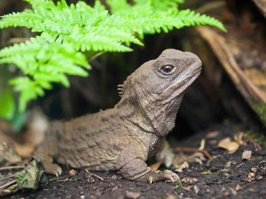 Willowbank Wildlife Reserve Day Entry Ticket - Practical Tips for Visitors