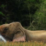 Wilpattu: Jeep Safari Day Tour From Colombo or Negombo - What You Can Expect on Your Wilpattu Safari