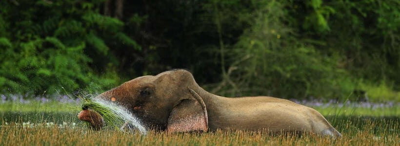 Wilpattu: Jeep Safari Day Tour From Colombo or Negombo - What You Can Expect on Your Wilpattu Safari