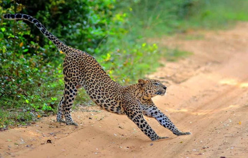 Wilpattu: Jeep Safari Day Tour From Sigiriya or Dambulla - What Does the Tour Include and Exclude?