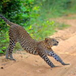 Wilpattu: Jeep Safari Day Tour From Trincomalee or Pasikudah - Why This Tour Works Well