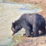 Wilpattu National park - Full day Safari (06:00am - 18:00pm) - Practical Tips for Your Safari