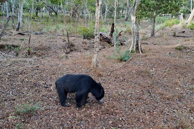 Wilpattu National Park Guided Tour in a Safari Jeep Ride - The Guide’s Role: More Than Just Transportation