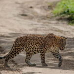 Wilpattu National park: Morning or Afternoon PRIVATE Safari - Practical Tips for Your Wilpattu Safari