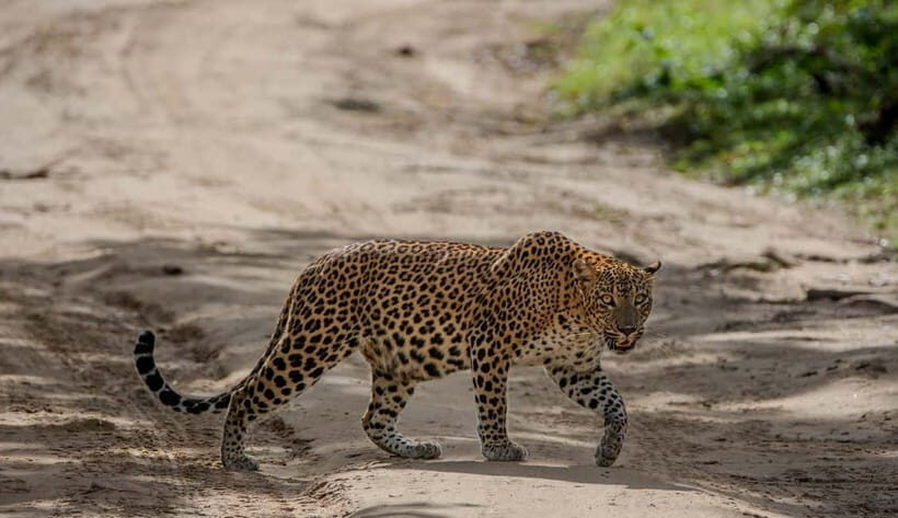 Wilpattu National park: Morning or Afternoon PRIVATE Safari - Practical Tips for Your Wilpattu Safari