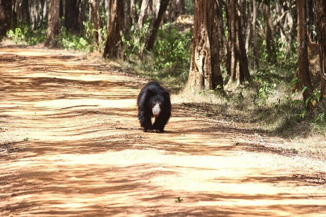 Wilpattu National Park Private Jeep Safari From Colombo & Negombo - The Itinerary Breakdown: What to Expect