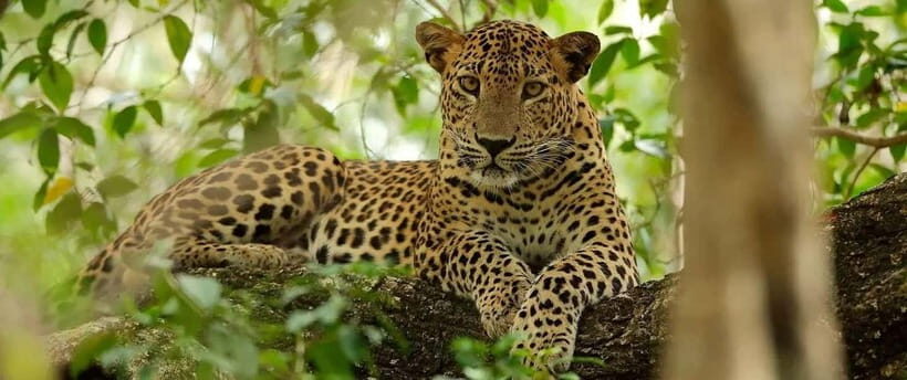 Wilpattu National Park Safari : Private 4x4 Jeep Safari - The Itinerary: How the Safari Unfolds