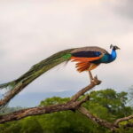 Wilpattu: Private Safari Day Trip with Lunch & Entry Fees - Why This Tour Works Well
