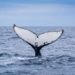 Wilsons Promontory: Whale Spotting Cruise with Lunch - What to Expect on the Day