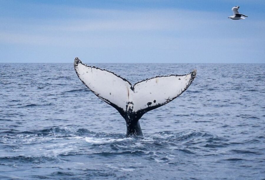 Wilsons Promontory: Whale Spotting Cruise with Lunch - What to Expect on the Day