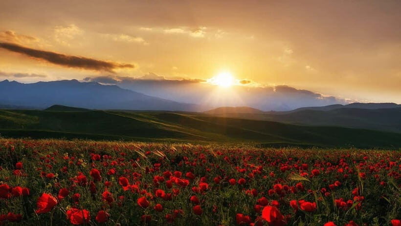 Windows Desktop Theme - Poppy Fields from Tashkent - A Scenic Escape: How the Tour Works
