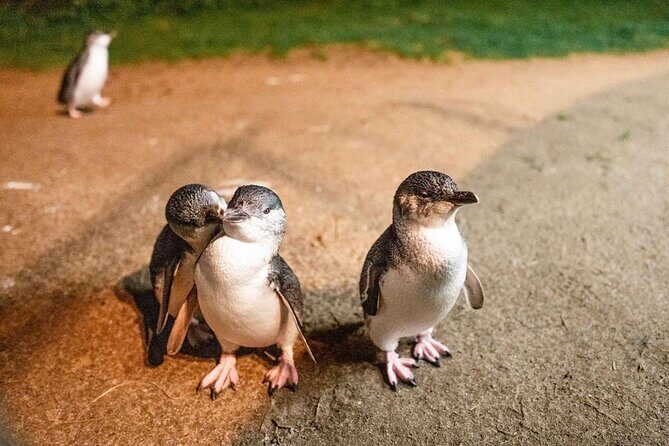 Wine, Dine & Penguins Boutique Phillip Island Tour from Melbourne - Who This Tour Is Perfect For