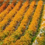 Wine Tour with Wine Tasting from Wanaka - Exploring Central Otago’s Wines