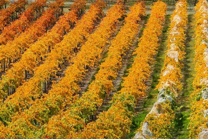 Wine Tour with Wine Tasting from Wanaka - Exploring Central Otago’s Wines