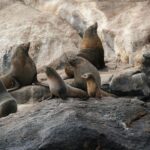 Wineglass Bay Cruise from Coles Bay - FAQs