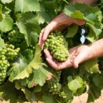 Wines and Whispers:Barossa Valley Private Wine Tour from Adelaide - The Value of a Private, Guided Experience