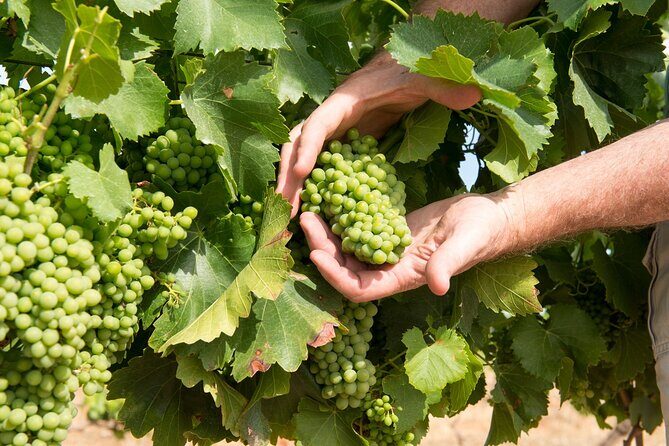 Wines and Whispers:Barossa Valley Private Wine Tour from Adelaide - The Value of a Private, Guided Experience