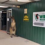 Wings Wildlife Park and Scenic Tour - The Itinerary in Detail