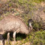 Wings & Wilds of Canberra Tidbinbilla Half-Day Private Tour - Who Will Love This Tour?