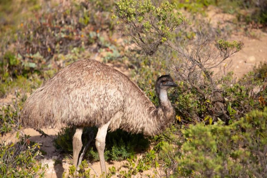Wings & Wilds of Canberra Tidbinbilla Half-Day Private Tour - Who Will Love This Tour?
