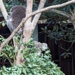 Wollongong Sightseeing Guided Day Tour - Key Points