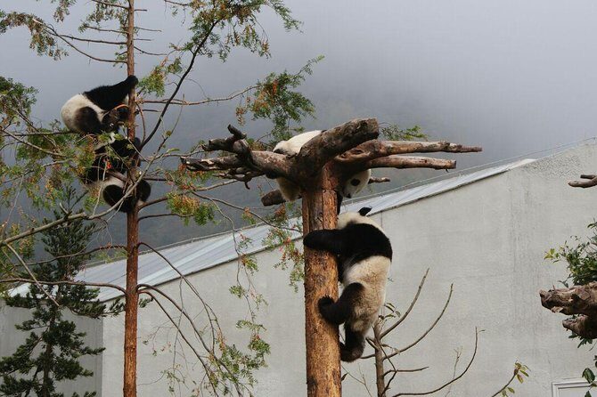 Wolong Panda Base Volunteering Program from Chengdu - What Does the Tour Cost and What Do You Get?
