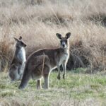 Wombat and Kangaroo Wildlife Tour from Sydney - Who Should Consider This Tour?