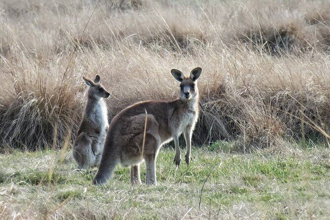 Wombat and Kangaroo Wildlife Tour from Sydney - Who Should Consider This Tour?