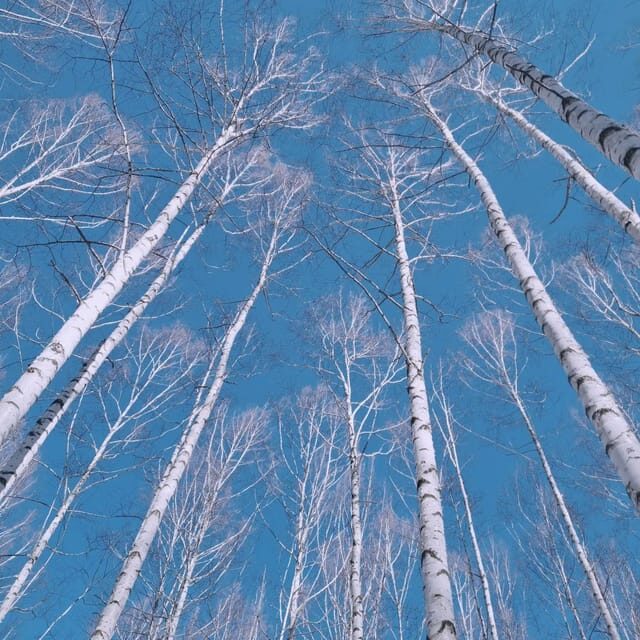 Wondae-ri Birch Forest and In-je Maebawi Icewall Day Tour - The Experience from Travelers’ Perspectives